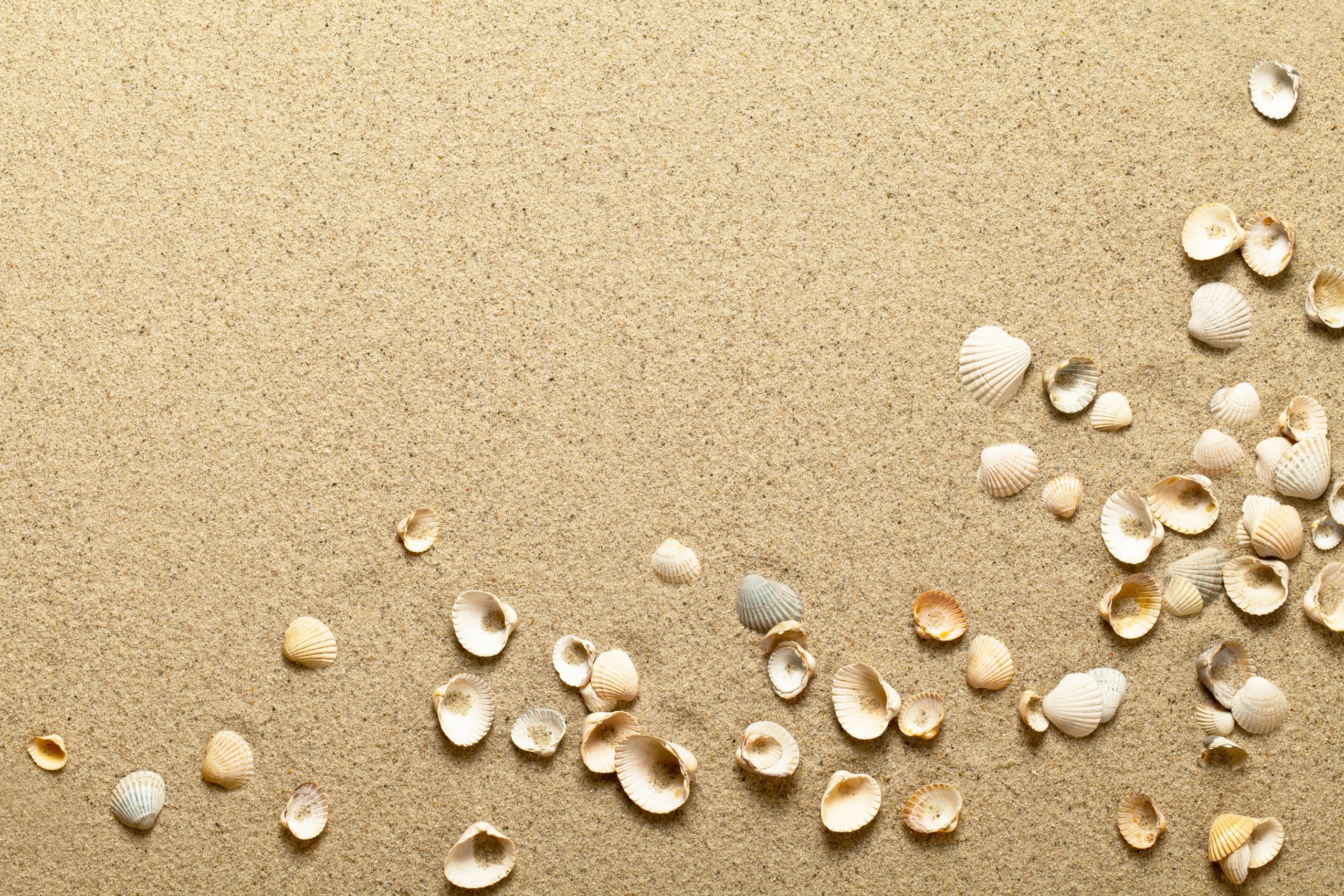 Seashells In Sand Clipart