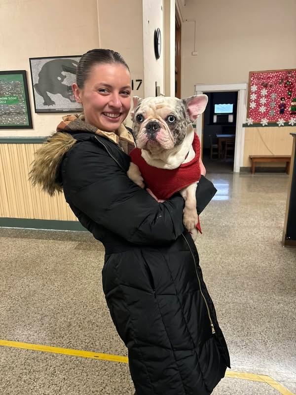 FOUND DOG!! Male French bulldog was found at the corner... - Coopers ...